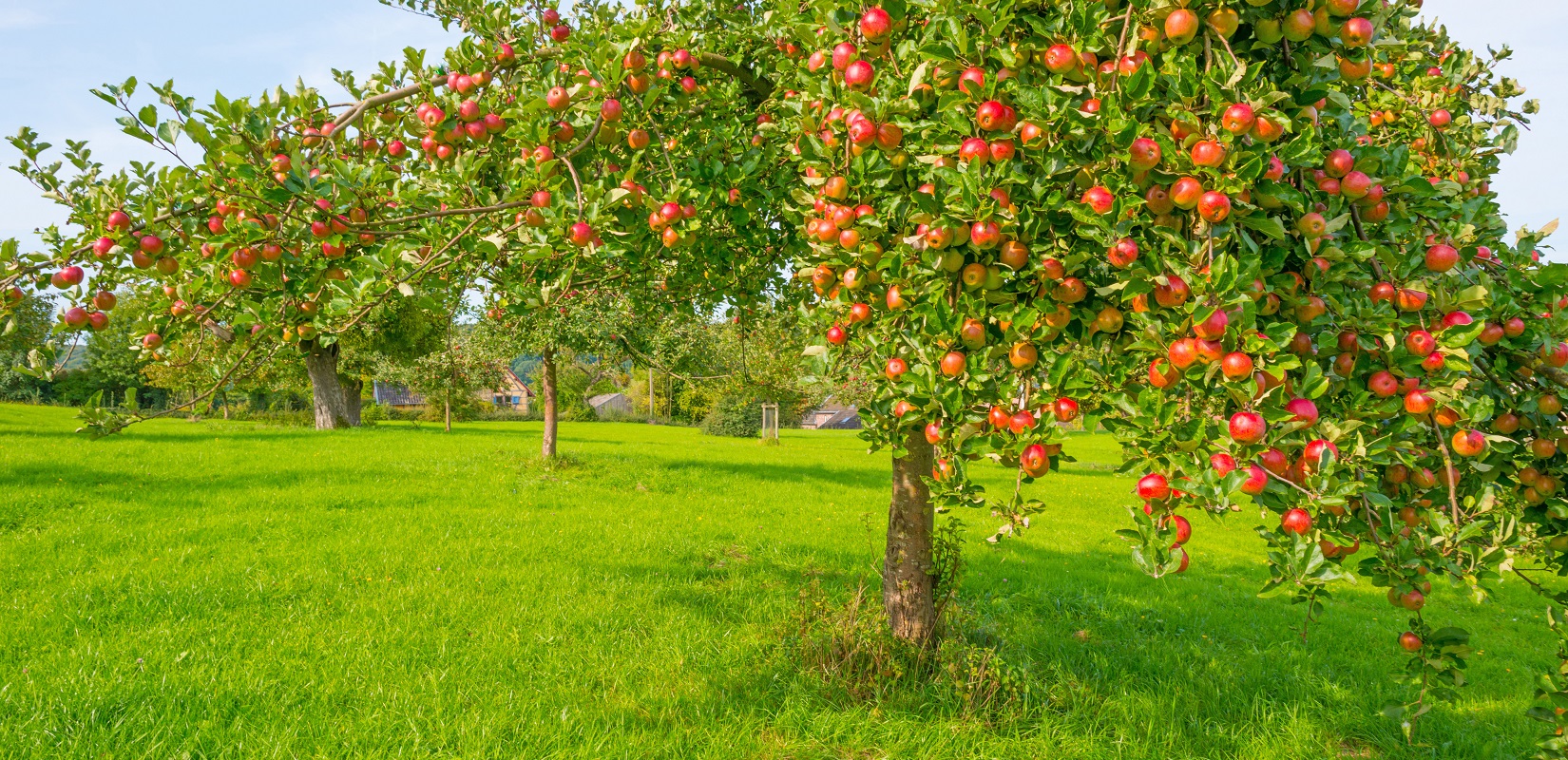 Planting the Apple Tree (after William Cullen Bryant)