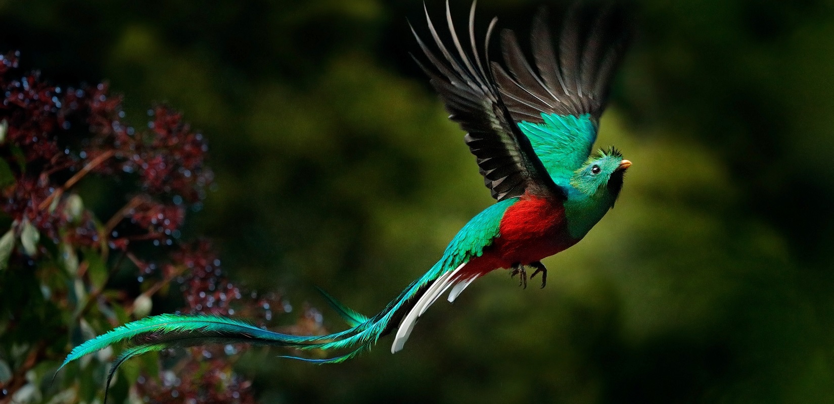 8,000 Birds to See Before You Die