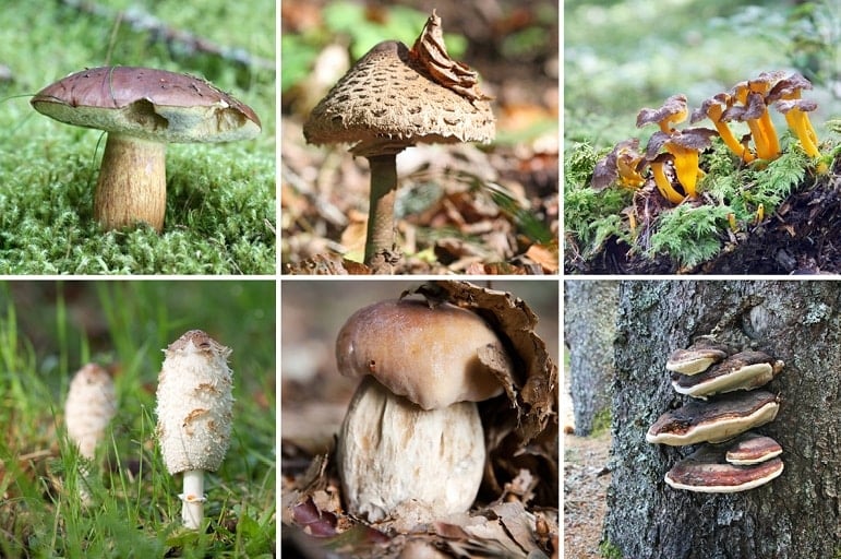 Zanimivost: Goba je del glive