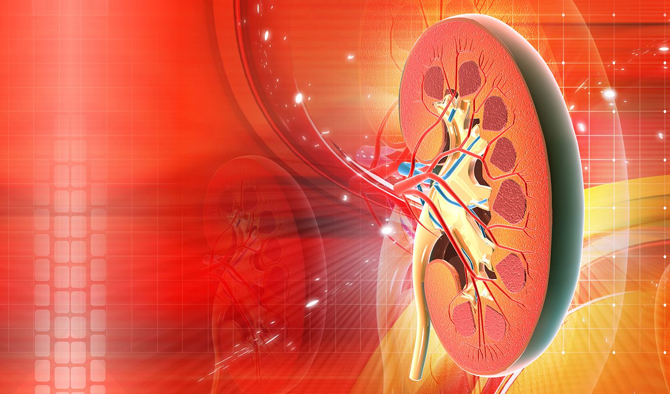 Kako delujejo ledvice