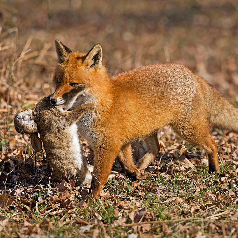 Naloga: Uredi slike in pojme